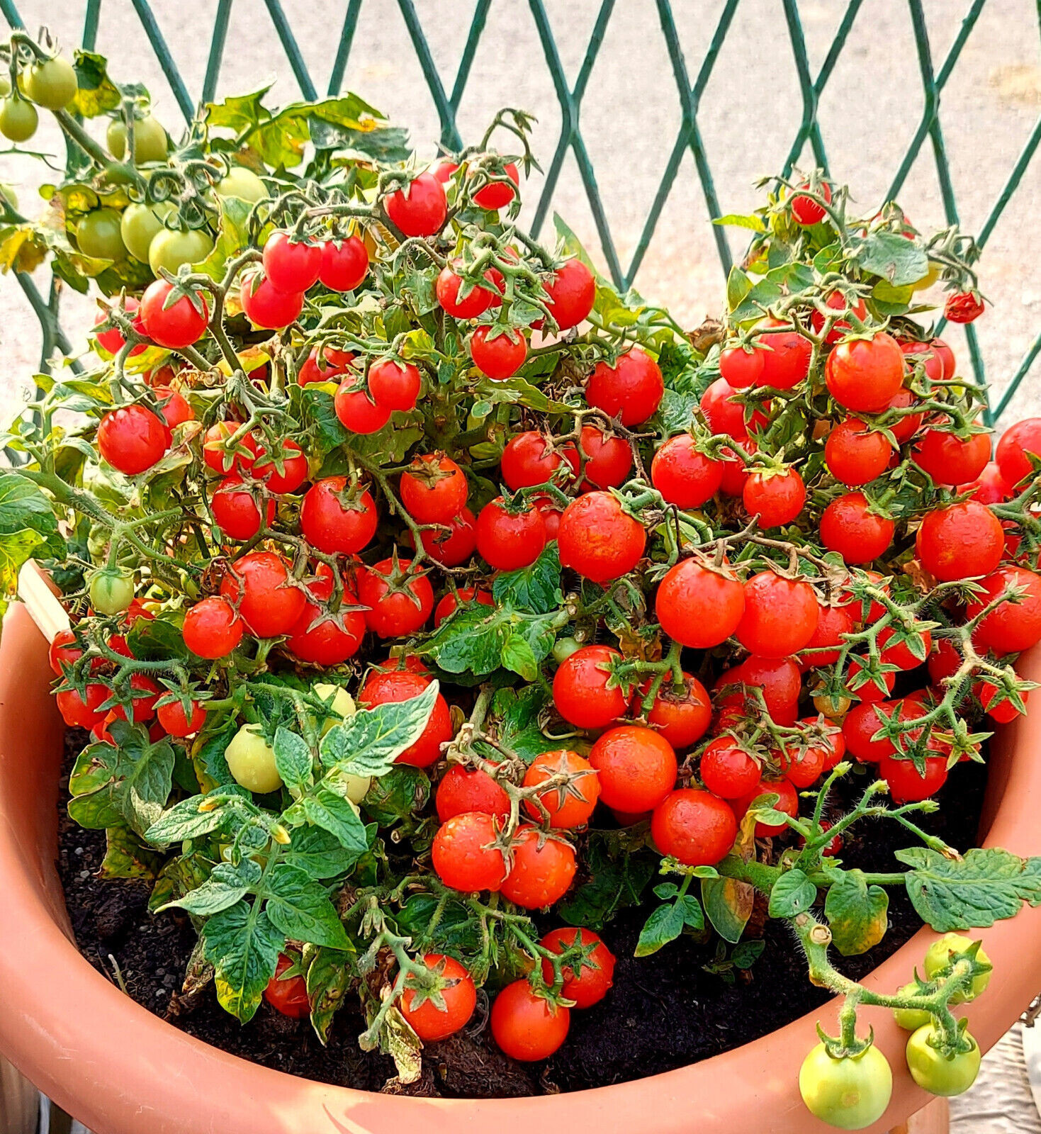 Fresh Red Robin Tomato Seeds | Heirloom & Non-GMO | Fresh Vegetable ...