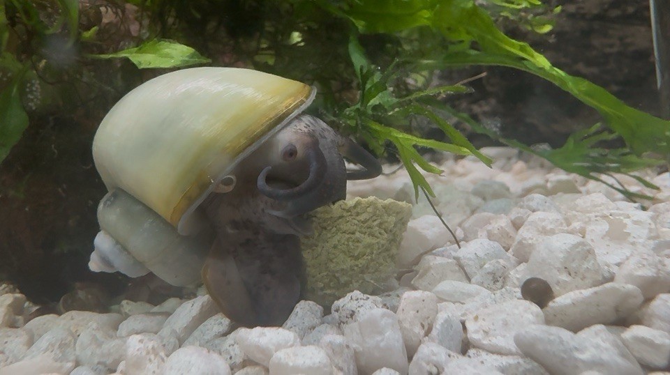 Snail Fuel: Premium Dehydrated Snello Food for Freshwater Snails (1 Oz ...