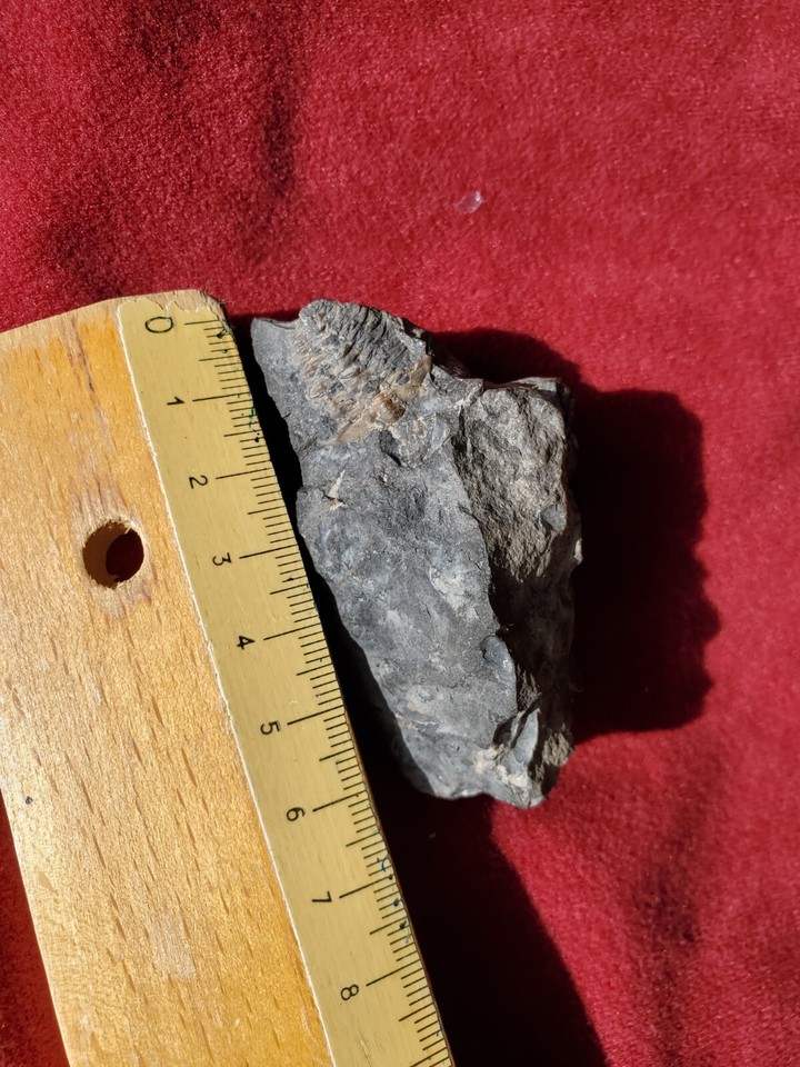 Fossil Trilobites Ceraurus And Cryptolithus Bellulus Head On Matrix ...