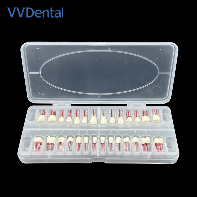 28Pcs/Set Dental Endo Root Canal Endodontic Teeth Teach Model Resin ...