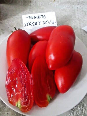 TOMATO JERSEY DEVIL 25 SEEDS | eBay UK