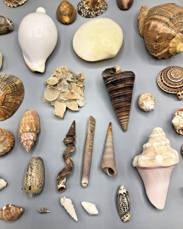 Ocean Sea Shell Lot Medium & Small Volute Spider Speckled Conch ...