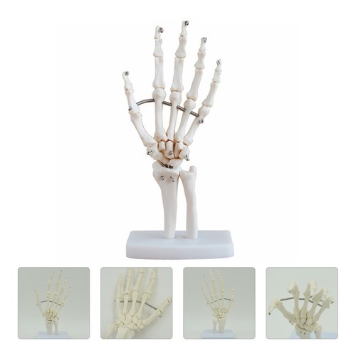 Hand Bone Model Anatomy Body Part Office Skeleton with Joints Base ...
