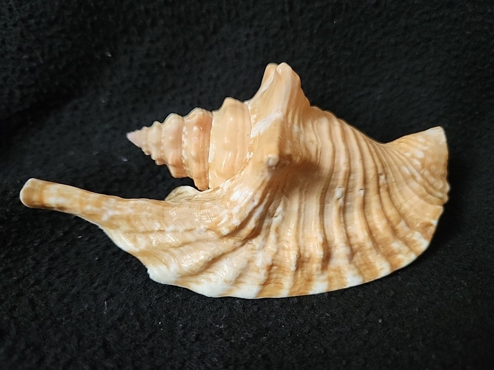 STROMBUS GALLUS seashell PUERTO RICO 121mm - LIVE TAKEN! | eBay