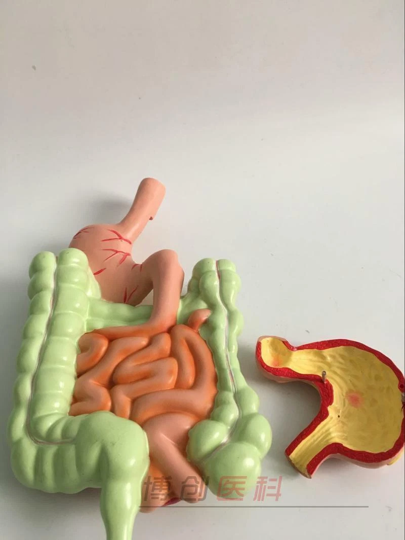 Digestive System Clay Model