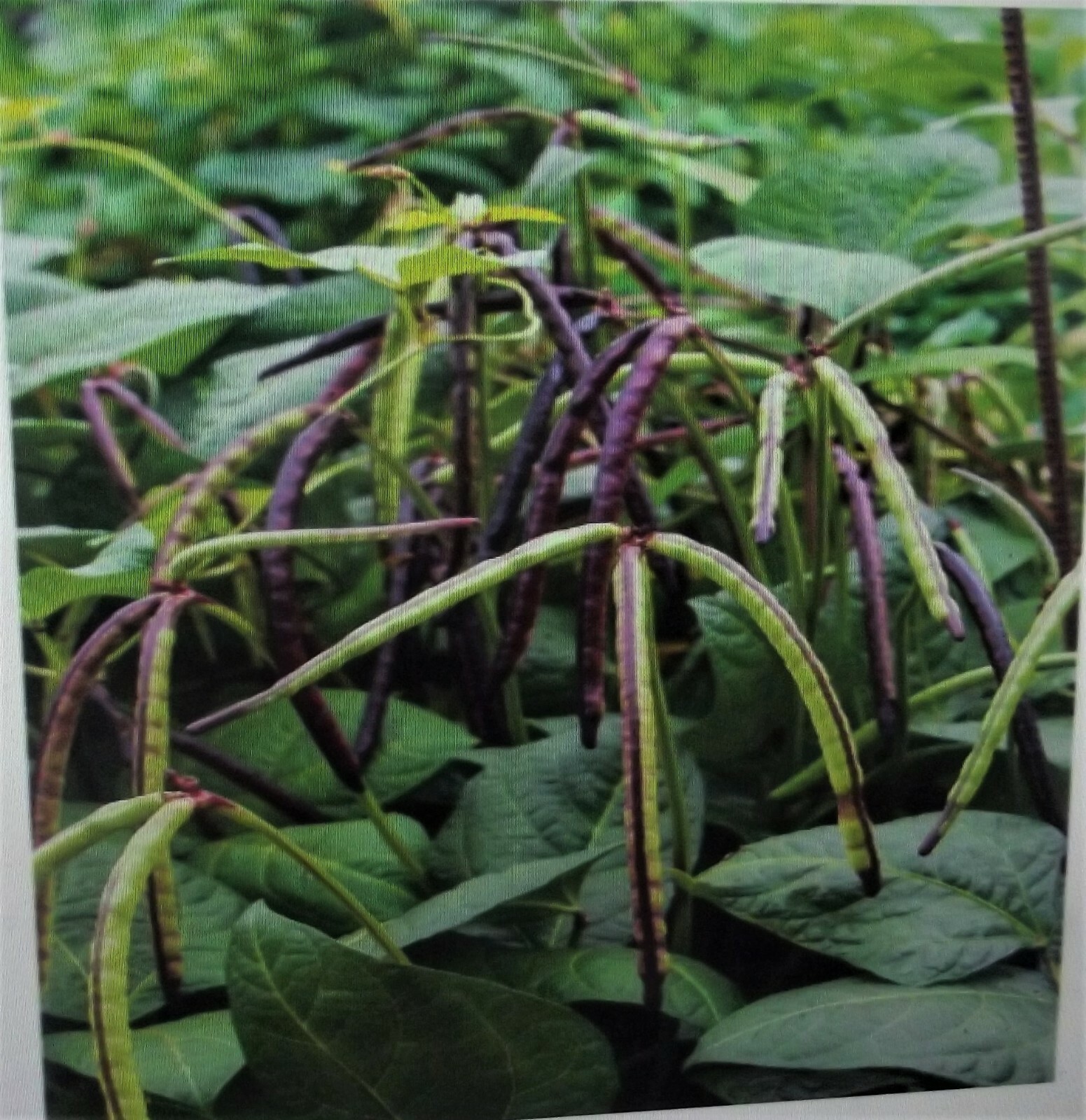 1 lb Mississippi Pinkeye 2 Purple Hull Pea Cowpea Germ: 80% Benefits St ...