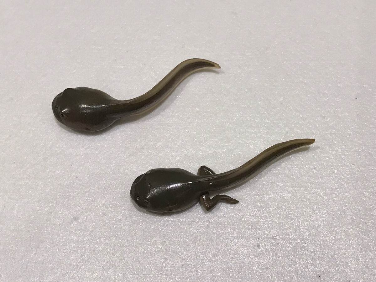 Common Toad Tadpoles