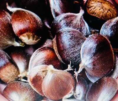 20 American Chestnuts Tree Seeds Hybrid Chinese Edible,more sweet than ...