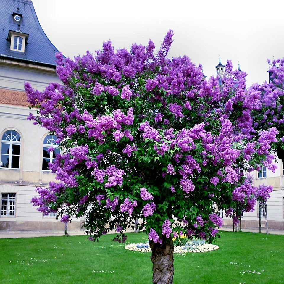 20 Common Lilac Purple Flower Tree Seeds Fragrant Hardy Perennial ...