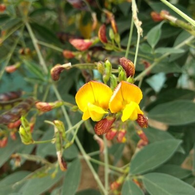 Pigeon Peas plants 30+ seeds Cajanus cajan, Gandules seeds. | eBay
