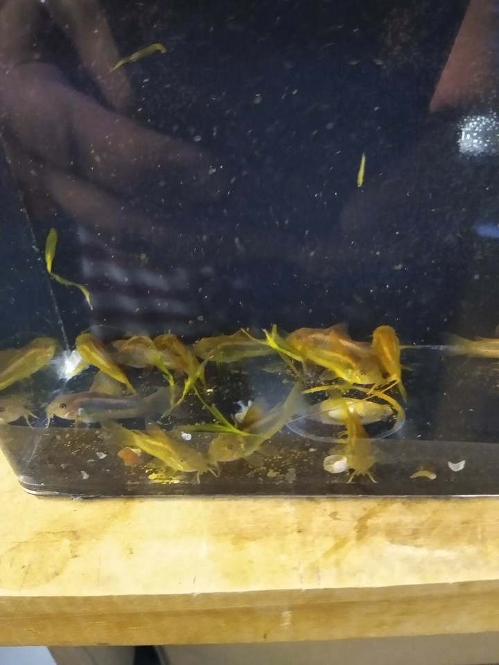 Gold laser Cory Catfish x 10 - Tropical Freshwater Fish | eBay