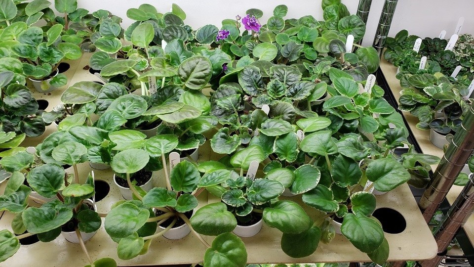 African Violet ** LE-Magenta | eBay