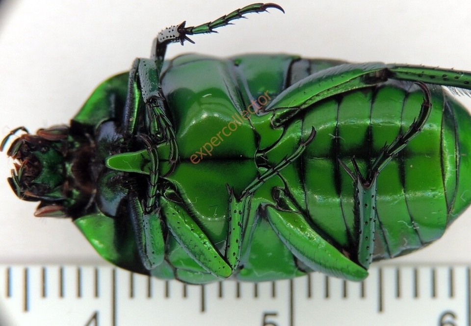 Cetoniinae- Ischiopsopha wallacei Australia KDB833 | eBay