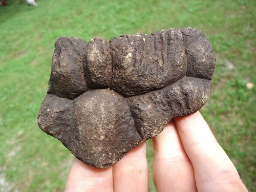 FUSED SLIDER TURTLE NUCHAL SCUTE FLORIDA FOSSILS ICE AGE EXTINCT SHELL ...