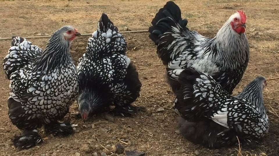 12+ ~GIANT LARGE FOWL~ COCHIN COLOR ASSORTMENT ~ Fertile Chicken ...