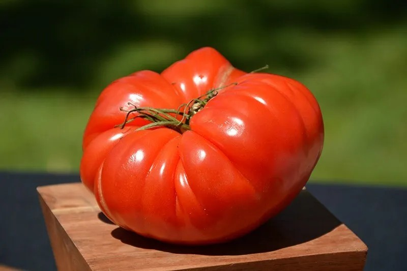 120+ German Johnson Tomato Seeds -------- Non GMO ---- Heirloom ...