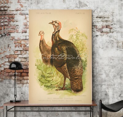Turkey Poster Print Rio Grande Turkey Game Bird Thanksgiving Fall Table ...