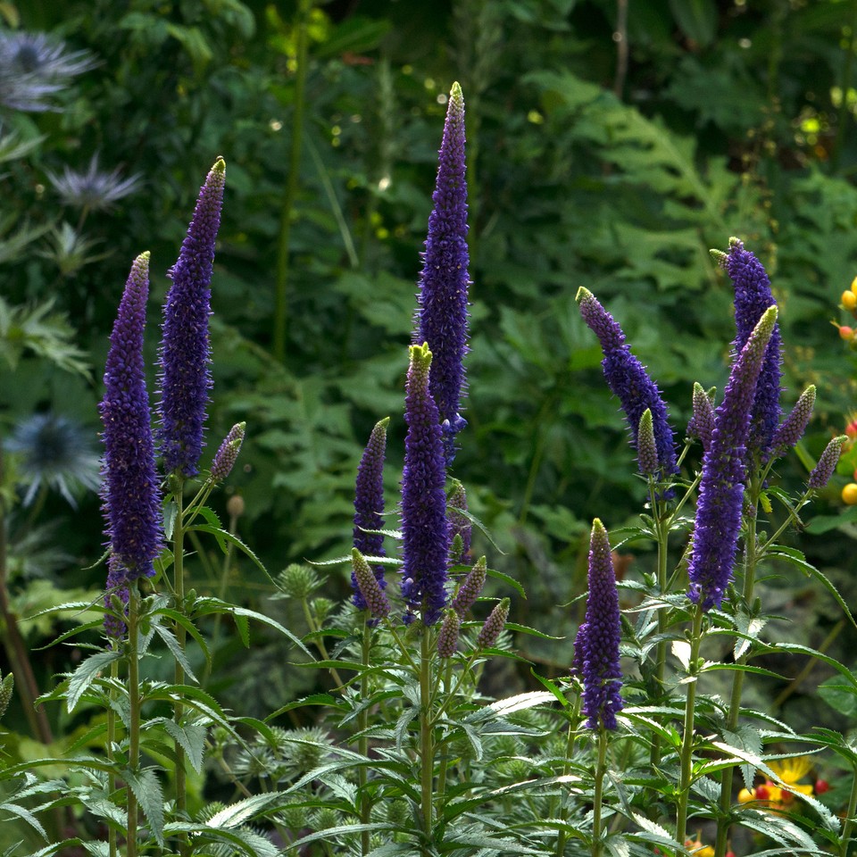 Veronica First Glory - Tall Speedwell | Deciduous Outdoor Garden ...