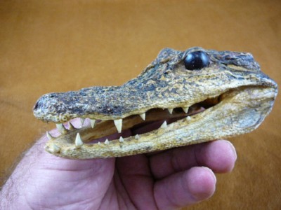 G-Def-314) 4-1/8" Deformed Gator ALLIGATOR HEAD jaw teeth TAXIDERMY ...
