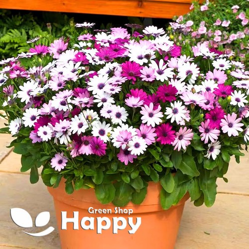 Star Of The Veldt Ballade Mix - 10 seeds - Osteospermum ecklonis - Very ...