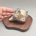 Titanothere Brontothere Molar Tooth Fossil Mammal 224 gram 2.5" w ...