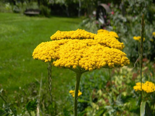 690 SEEDS - yarrow PERENNIAL GOLD - YELLOW flower GroCo* - BUY 15=SHIPS ...