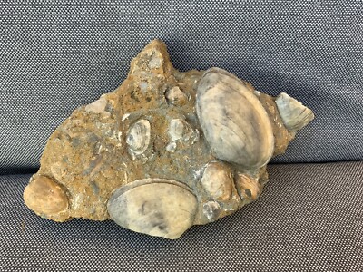 Fossil Shell Multiblock Scunthorpe UK Rare Calcite Specimen Cardinia ...