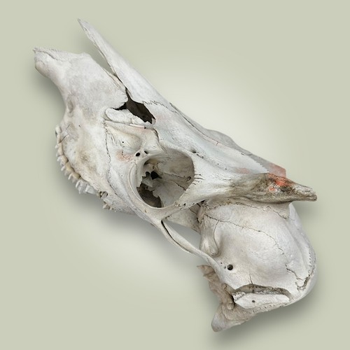 Broke-Off Bull Elk Skull Naturally Aged Mount Deadhead Rocky Mountain ...