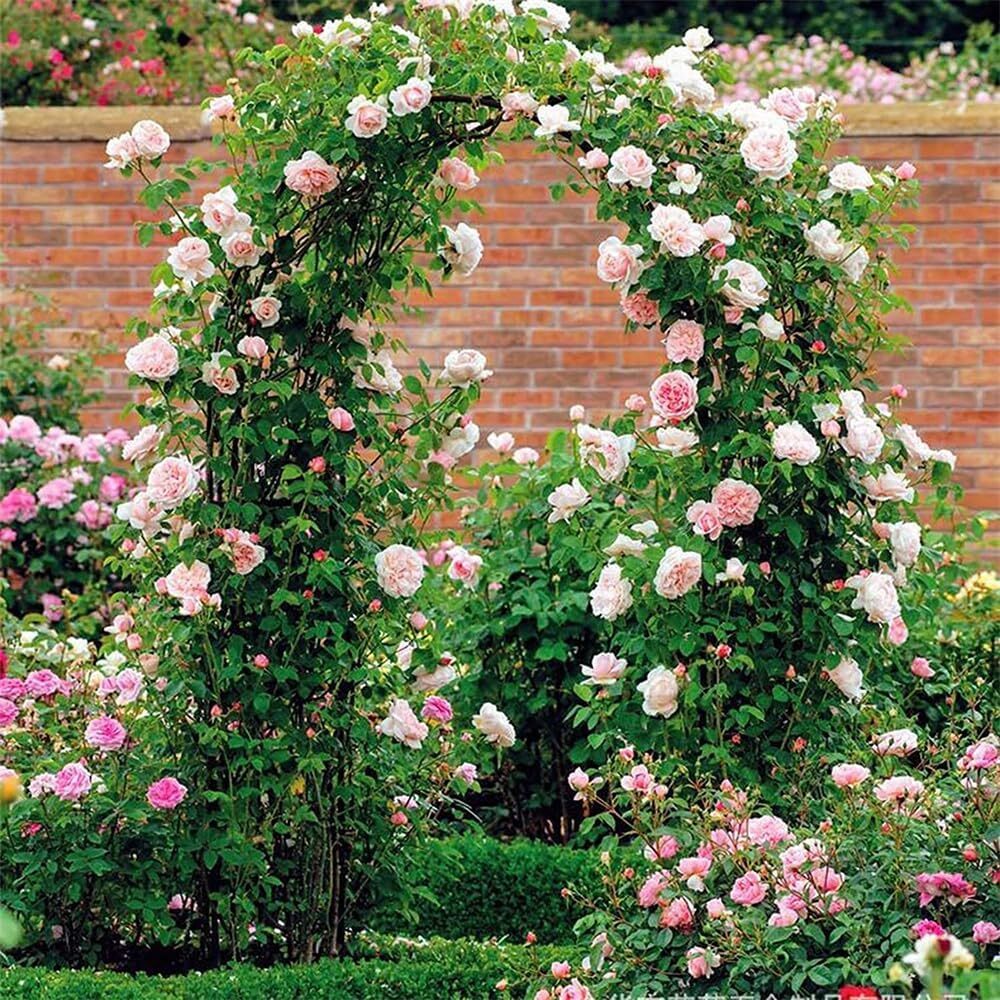 Beautiful Garden Rose Arches