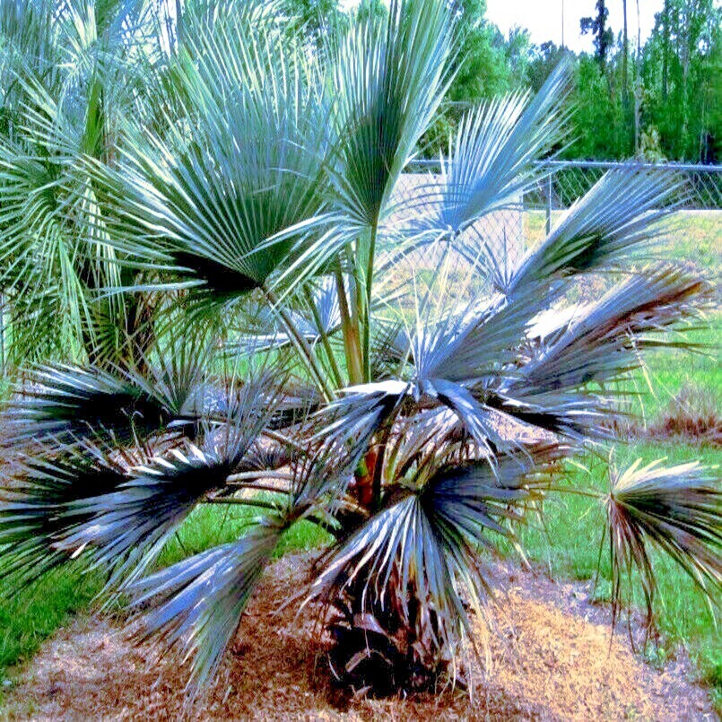 10 Mexican Blue Hesper Fan Palm Tree Seeds Grey Goddess Tropical Cold ...