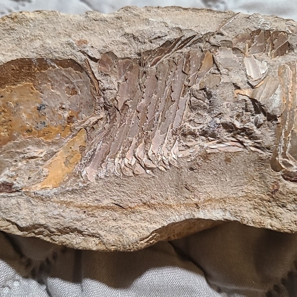 Rare living fish fossil specimen, the scale texture is clearly visible ...