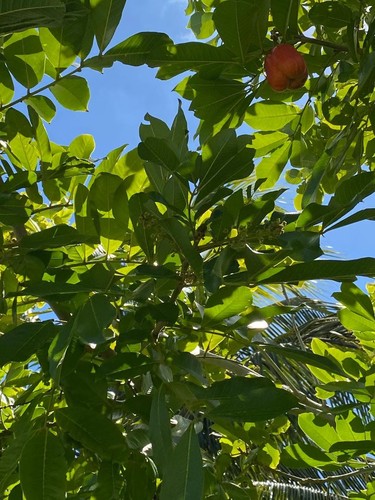ACKEE SEEDLING TREE (Blighia sapida) Tropical Fruit Tree. BUTTER ACKEE ...