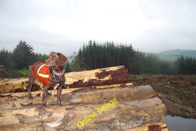 Photo 6x4 Craik Forest Howpasley Timber Felling in progress in the ...