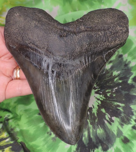 Megalodon Sharks Tooth 6 3/16" inch VERY NICE fossil sharks teeth tooth ...