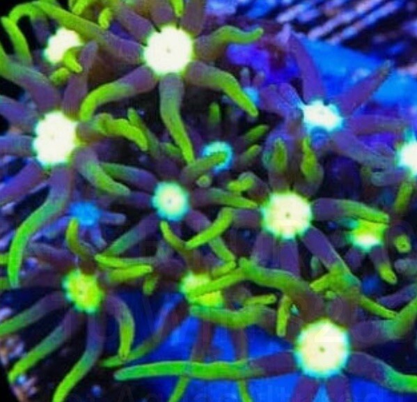 Live White Center Green Star Polyp Coral Frag 1” Frag Plug /Beginner ...