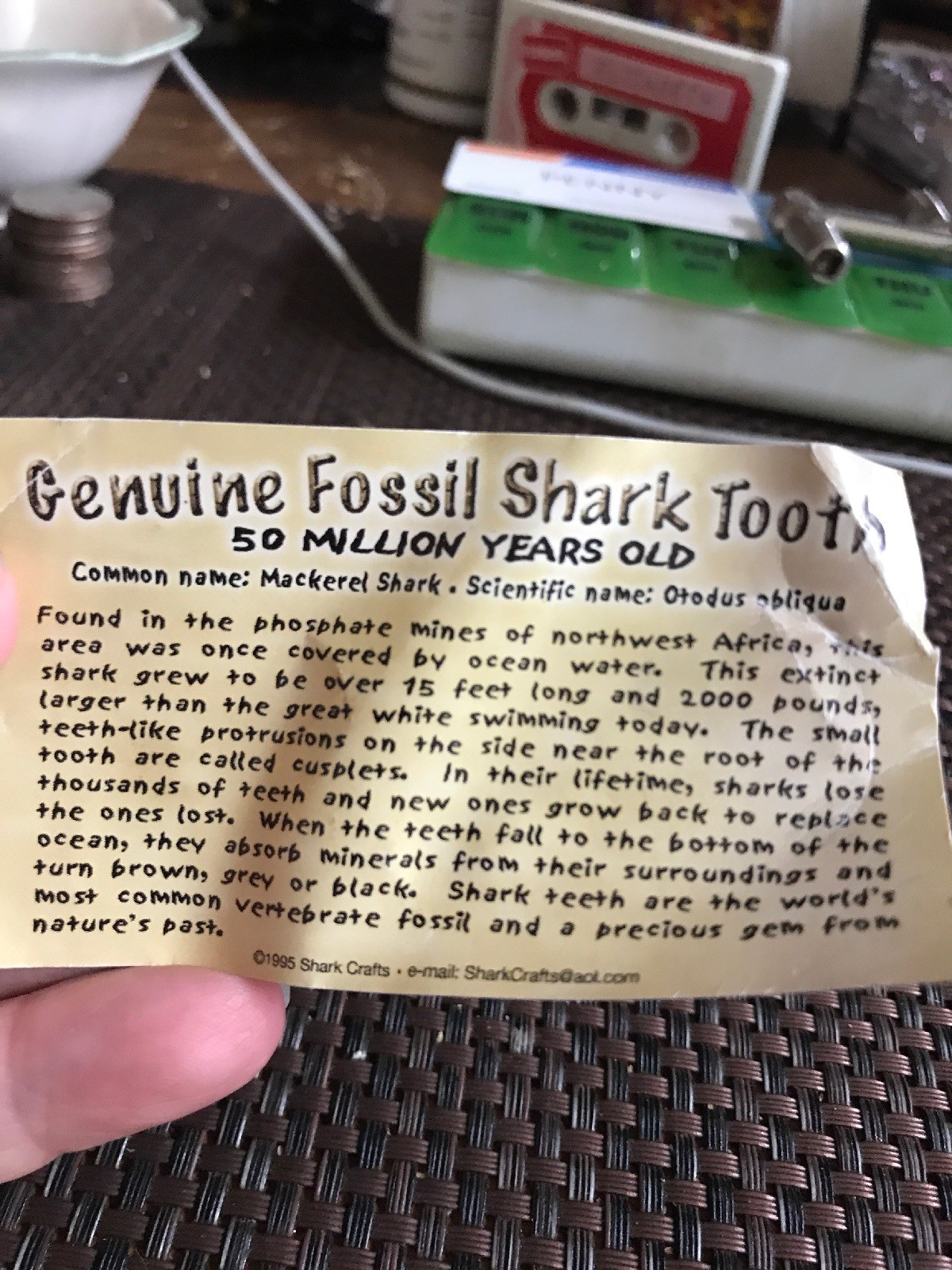 Genuine Fossil Shark Tooth- 50 Million Years Old- Orodus Oblique- w ...