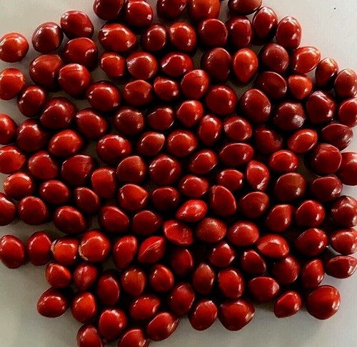 Madatiya Seeds Adenanthera pavonina Saga Seed Tree Red Sandalwood Coral ...