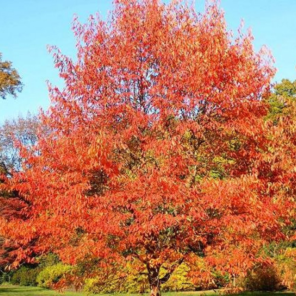 Nyssa Tupelo Nyssa Sylvatica Black Tupelo (Blackgum) Black Gum, Black