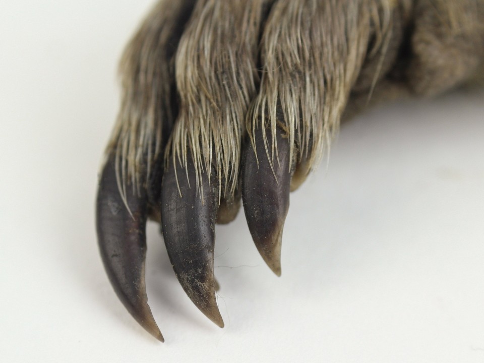Nutria Coypu Foot (21-90-AS) R9 | eBay