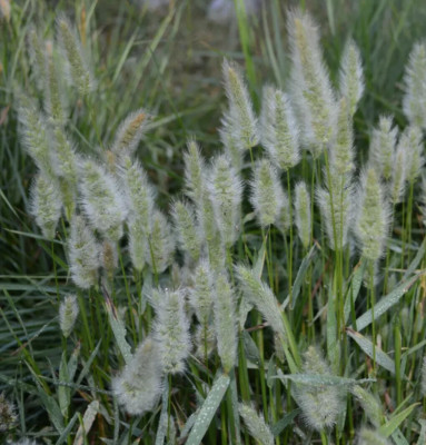 Beard Grass - Polypogon monspeliensis - 0.01 g (75 Approx) - Rabbit's ...