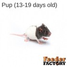 Frozen Feeder Rats - SAVE ON SHIPPING WITH MULTIPLE PACKS! - 9 ...
