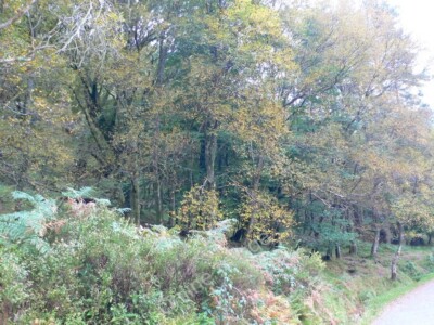 Photo 6x4 Glendalough Woods Nature Reserve Brockagh/T1297 c2009 | eBay UK
