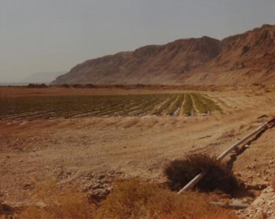 Theodore Cohen, Desert Field, Photograph | eBay