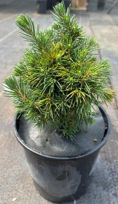 Picea abies 'Tompa' (Tompa Norway Spruce) | eBay