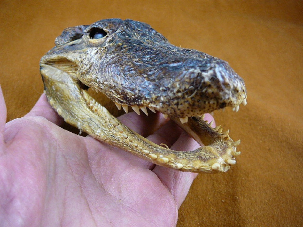 (G-Def-190) 5-1/8" Deformed Gator ALLIGATOR Aligator HEAD teeth ...