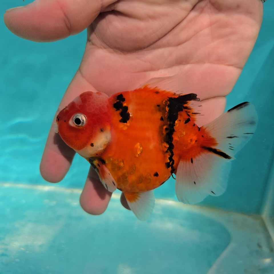 LIVE GOLDFISH RED WHITE SAKURA SHOGUN ORANDA 3.7" FEMALE AAA In USA ...