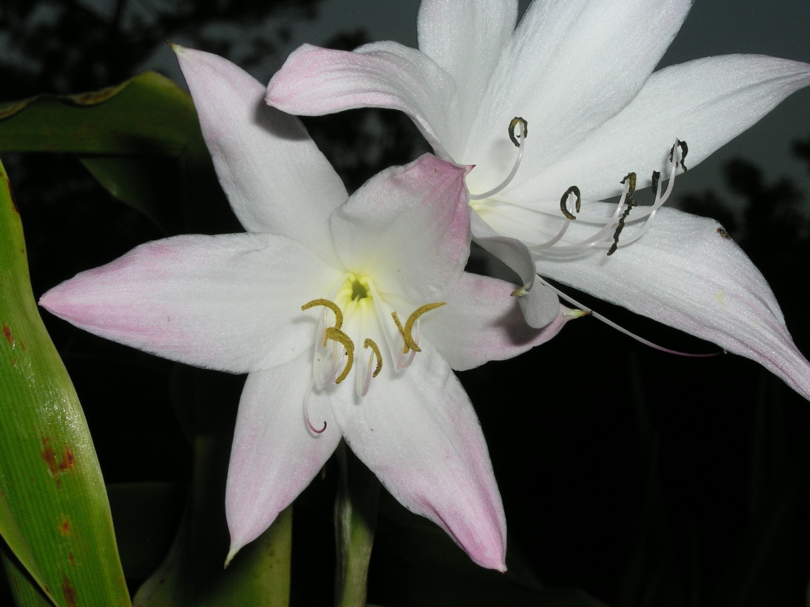 Crinum Lily, Elusive, small-size bulb - NEW | eBay