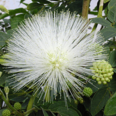 White Powder Puff Plant Live Flowering Compact Shrub Calliandra 2.5 ...