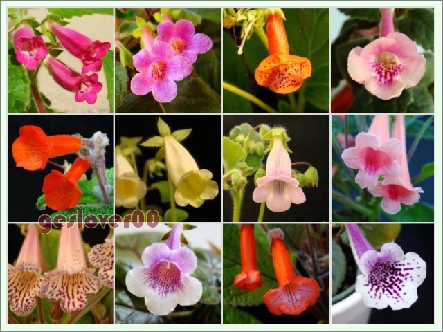 Sinningia - species and hybrids | eBay