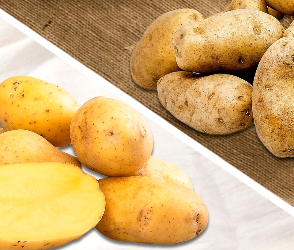 Seed Potatoes Yukon Gold Russet MIX 2 Lbs Seed Potato Sprouted Ready to ...